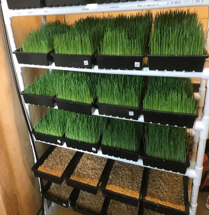 24 Tray Fodder Grow System F9002 – Craft Pork